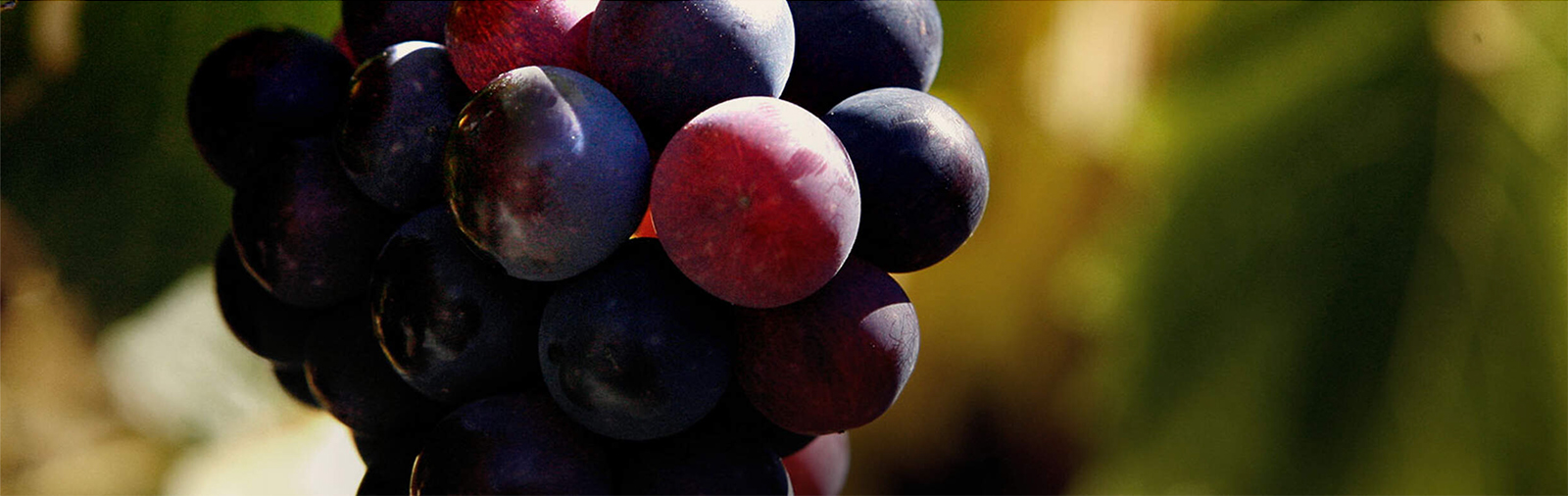 Winemaking Pinot Noir - Talbott Vineyards